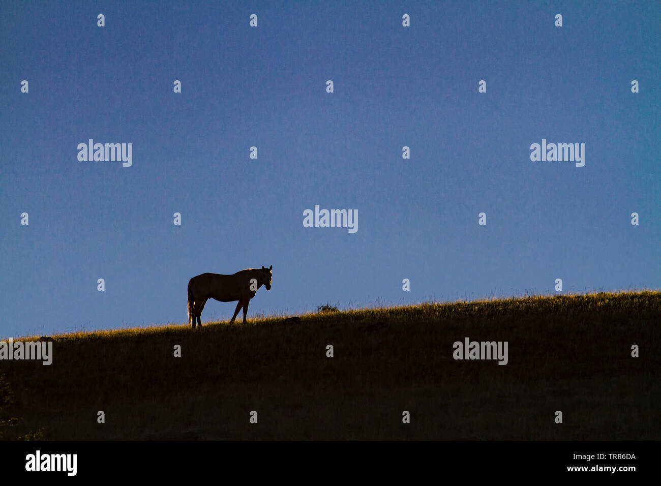 Horses silhouetted on hillside at the Absaroka Ranch in Wyoming Stock ...
