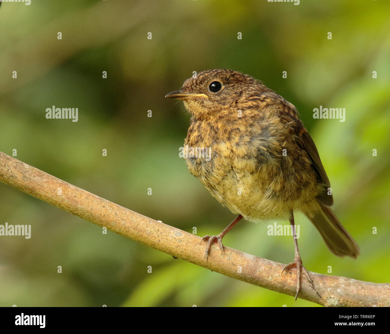 Juvenile robin ireland hi-res stock photography and images - Alamy