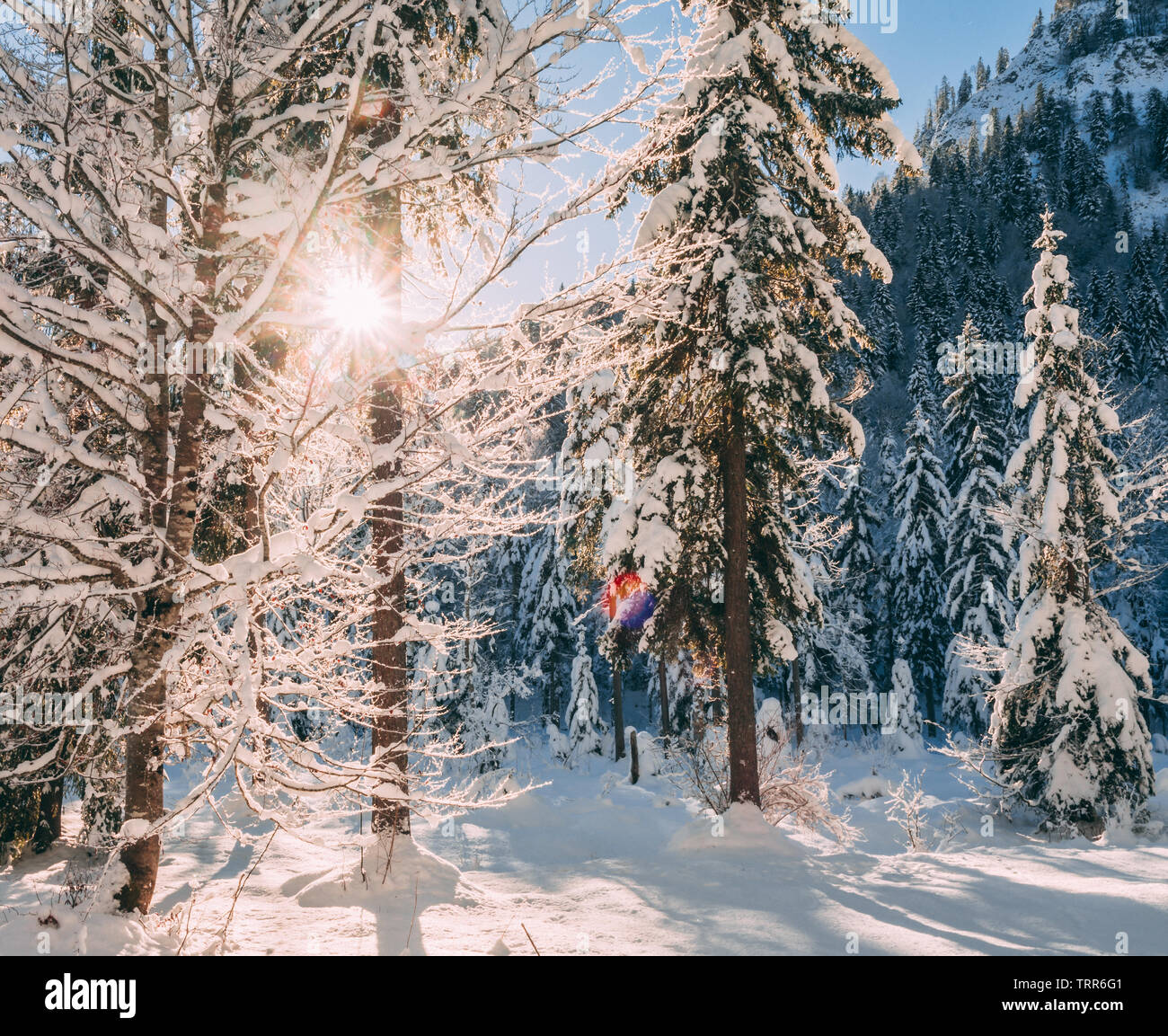 Forest scene with fir trees and alps mountains in background hi-res ...
