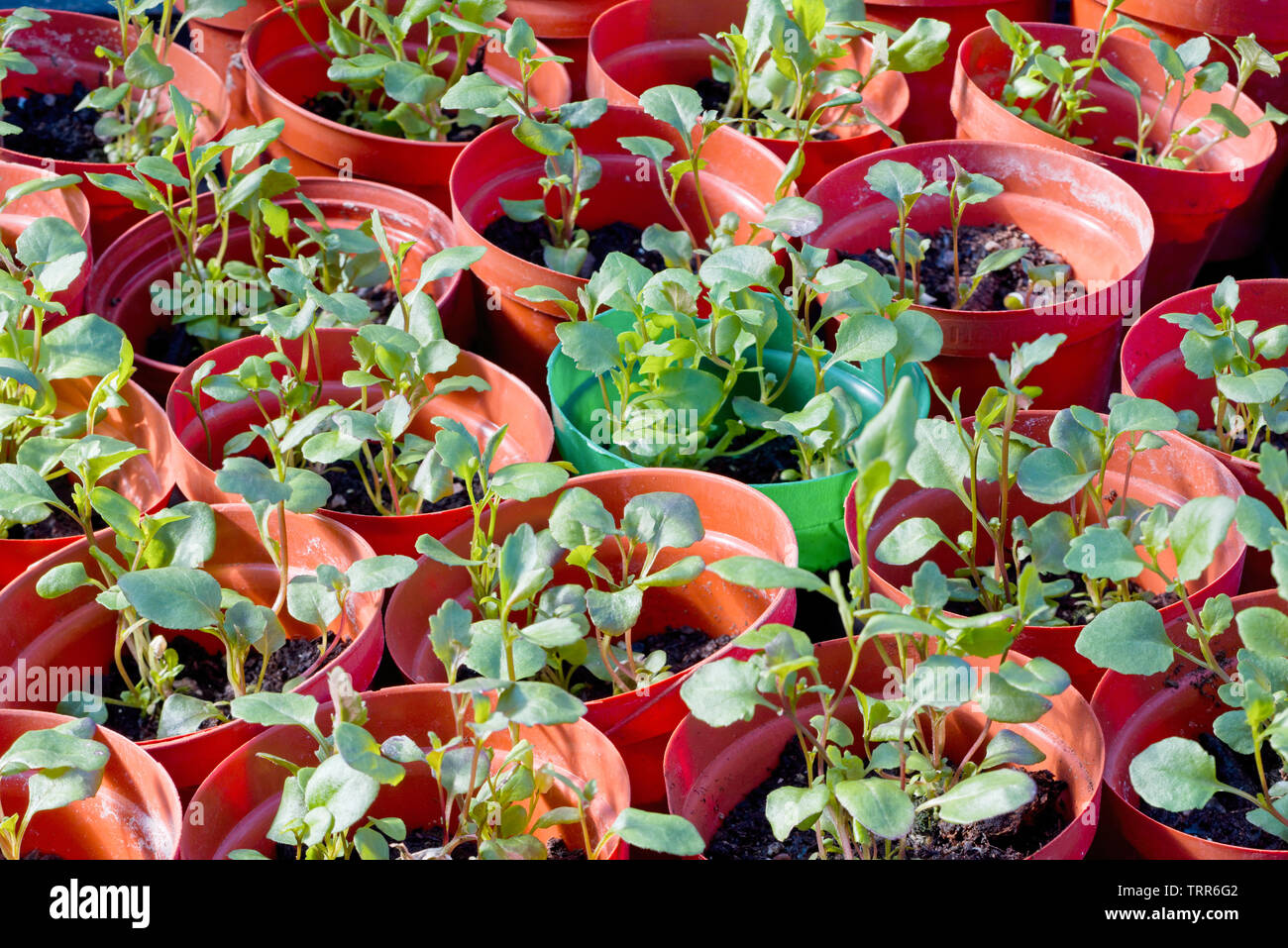 plant cultivation in garden greenhouse Stock Photo - Alamy