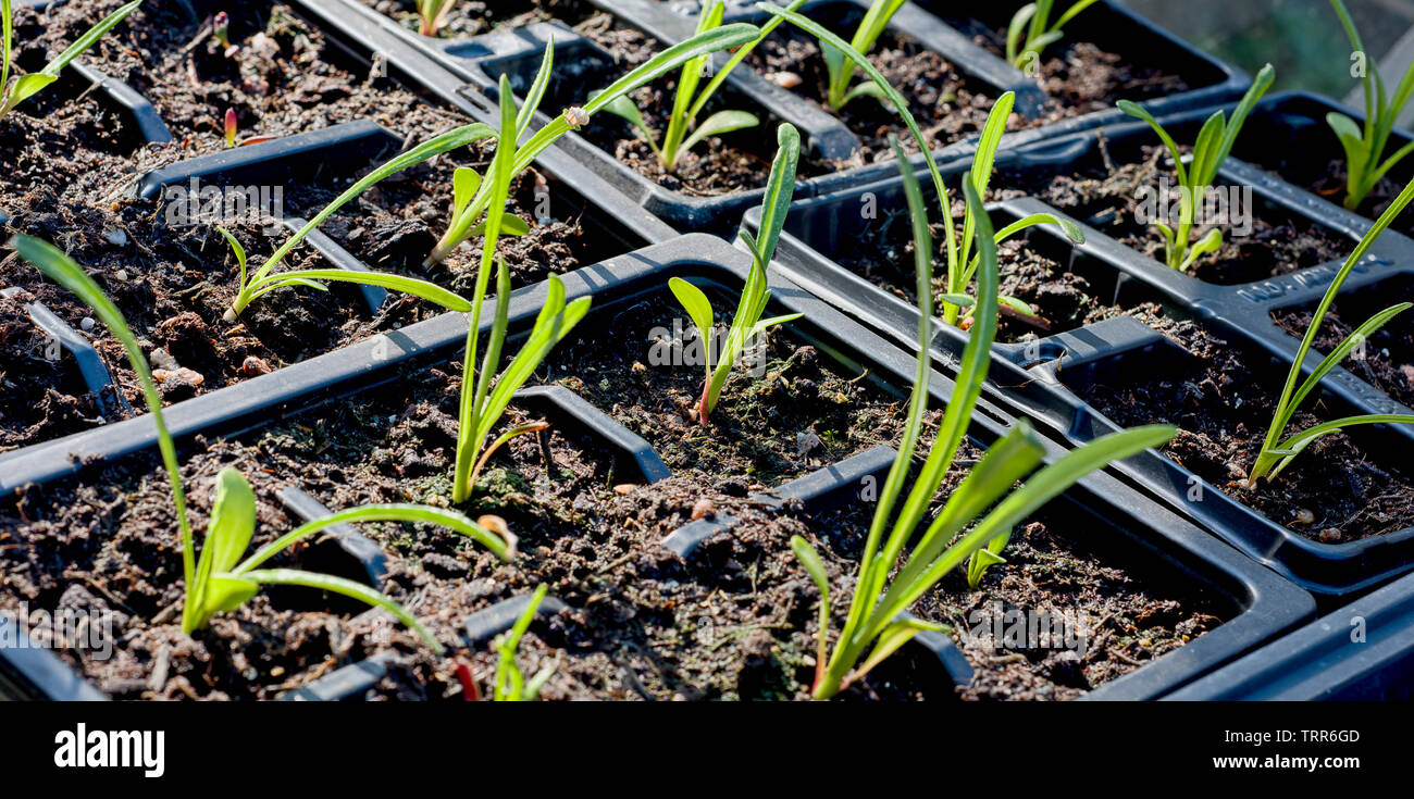 plant cultivation in garden greenhouse Stock Photo - Alamy