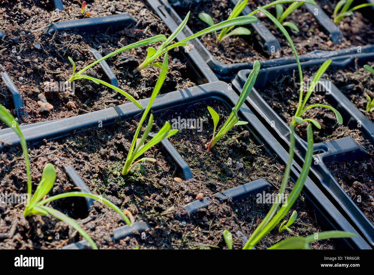 plant cultivation in garden greenhouse Stock Photo - Alamy