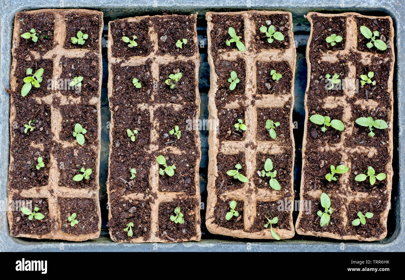 plant cultivation in garden greenhouse Stock Photo - Alamy