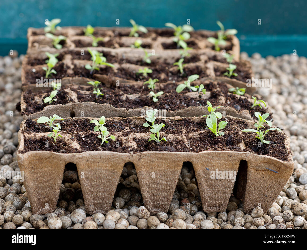 plant cultivation in garden greenhouse Stock Photo - Alamy