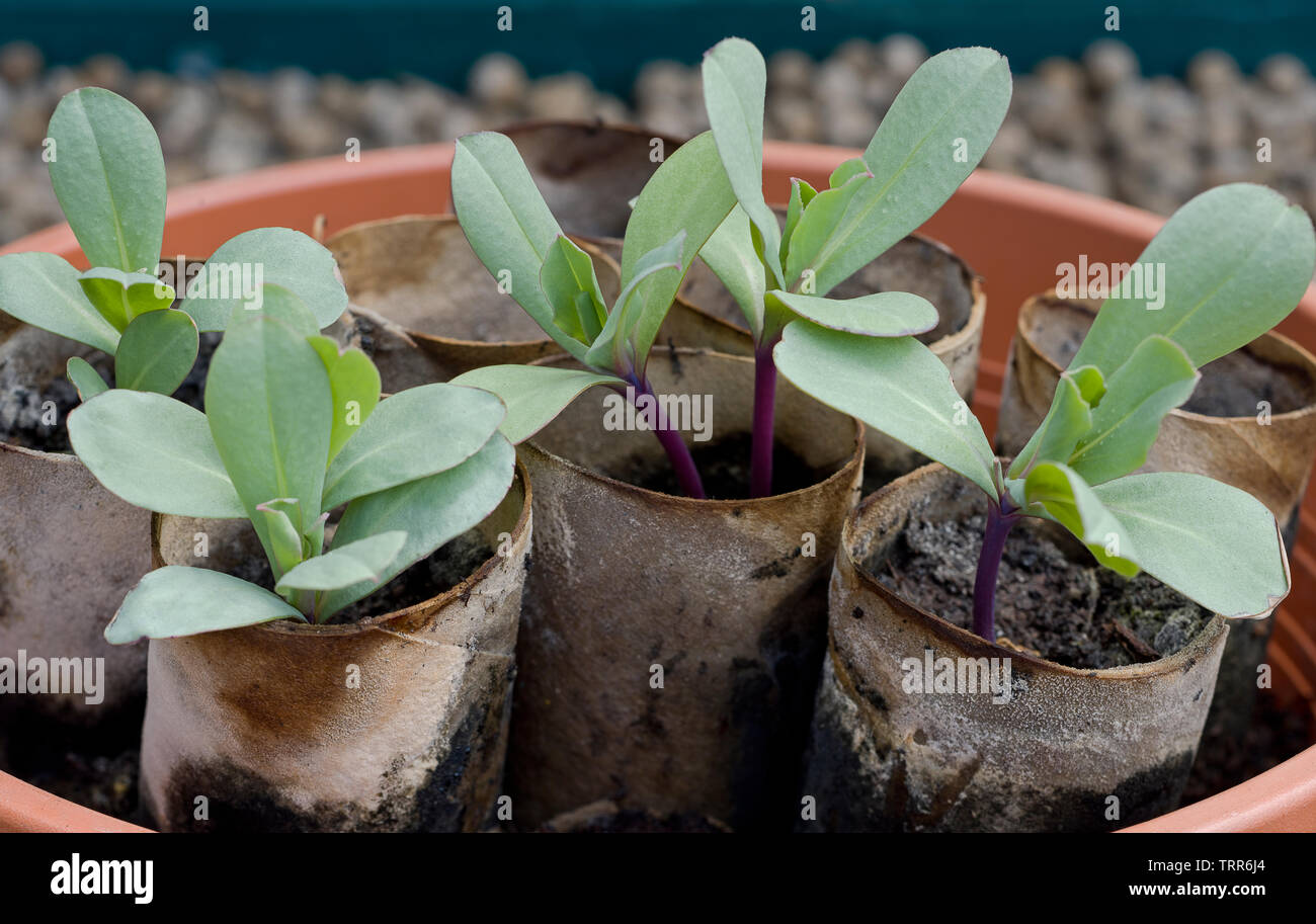 plant cultivation in garden greenhouse Stock Photo - Alamy