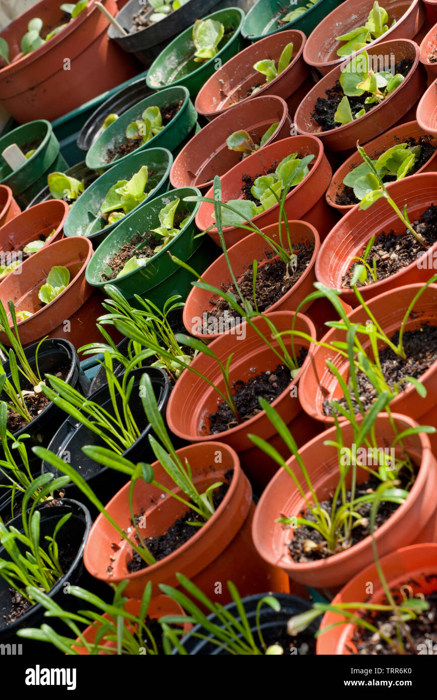 plant cultivation in garden greenhouse Stock Photo - Alamy