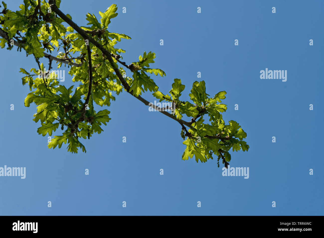 New growth of spring leaves on oak tree Stock Photo - Alamy