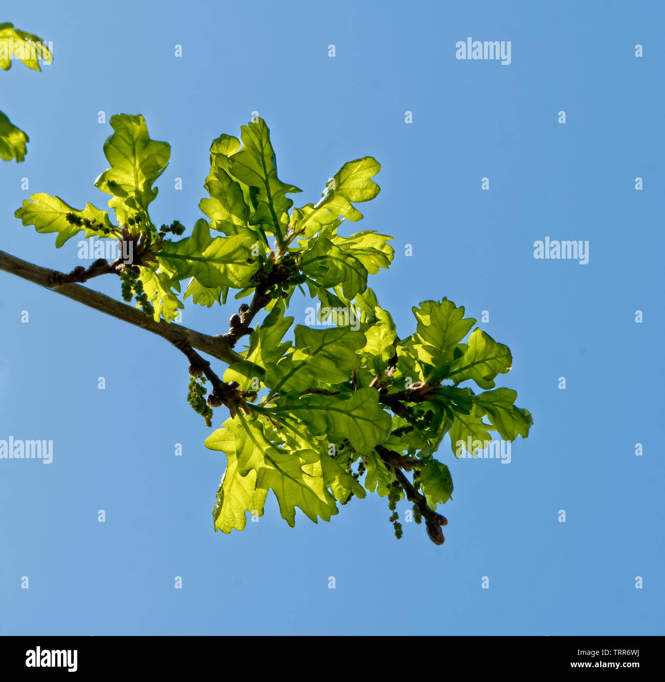 New growth of spring leaves on oak tree Stock Photo - Alamy