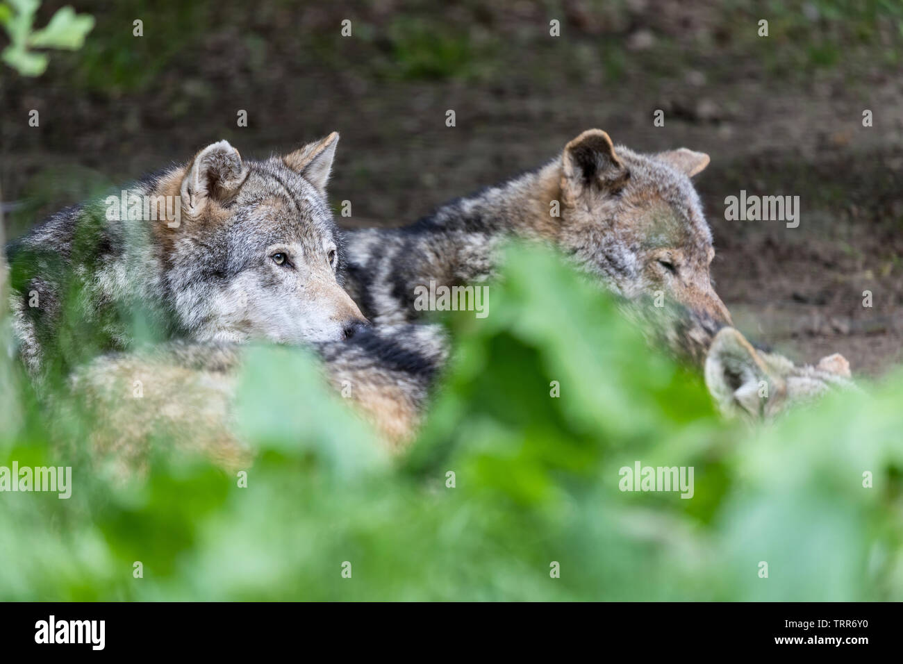 Canis lupus pack pack hi-res stock photography and images - Alamy
