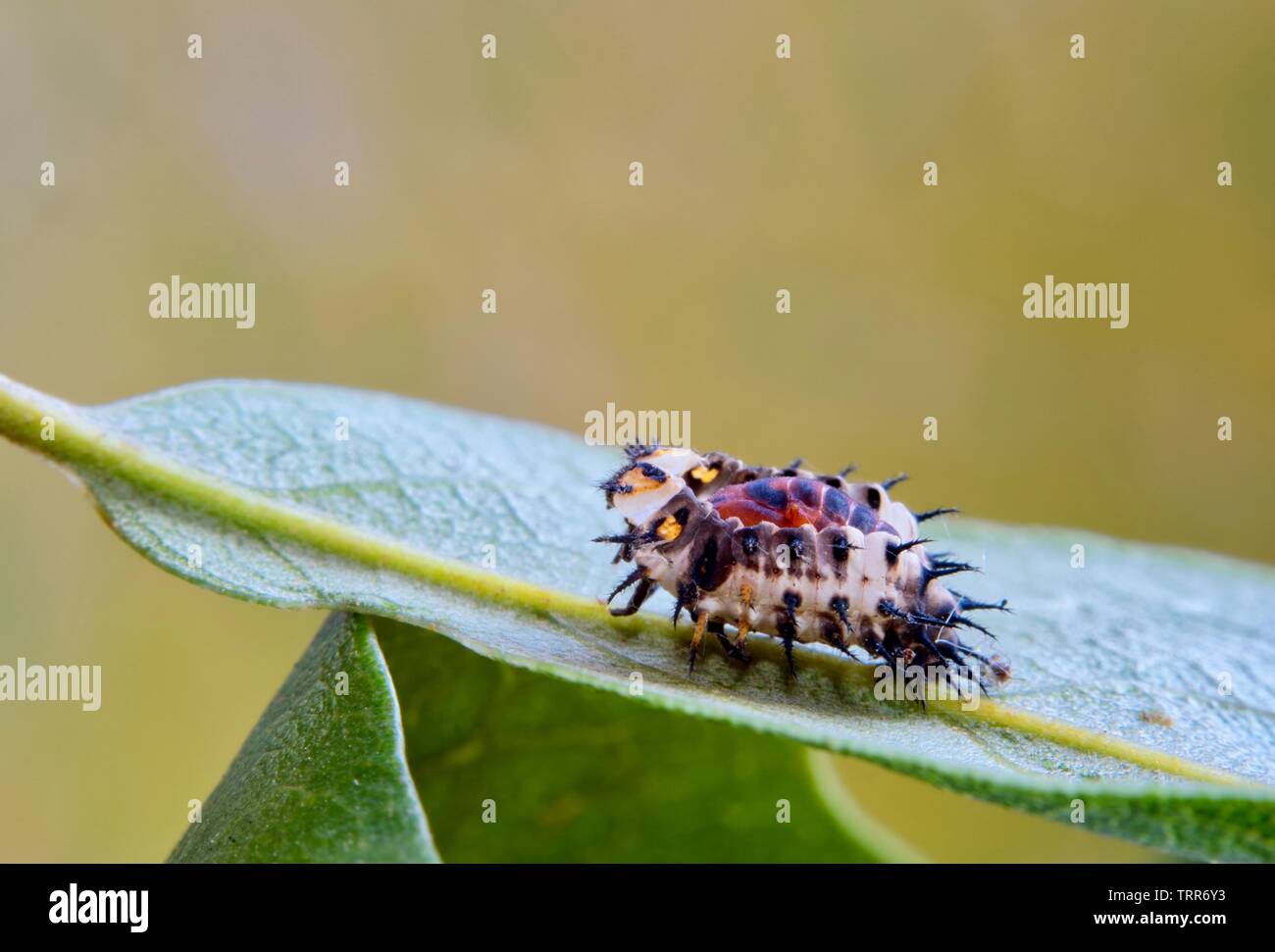 A juvenile ladybug has molted its exoskeleton on a leaf and ...