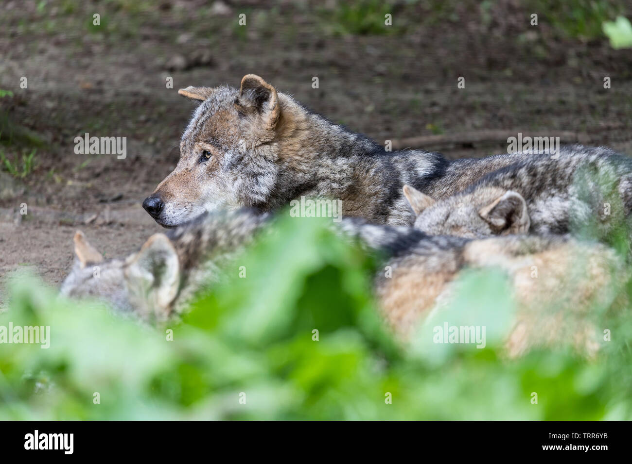 Grey wolf pack europe hi-res stock photography and images - Alamy