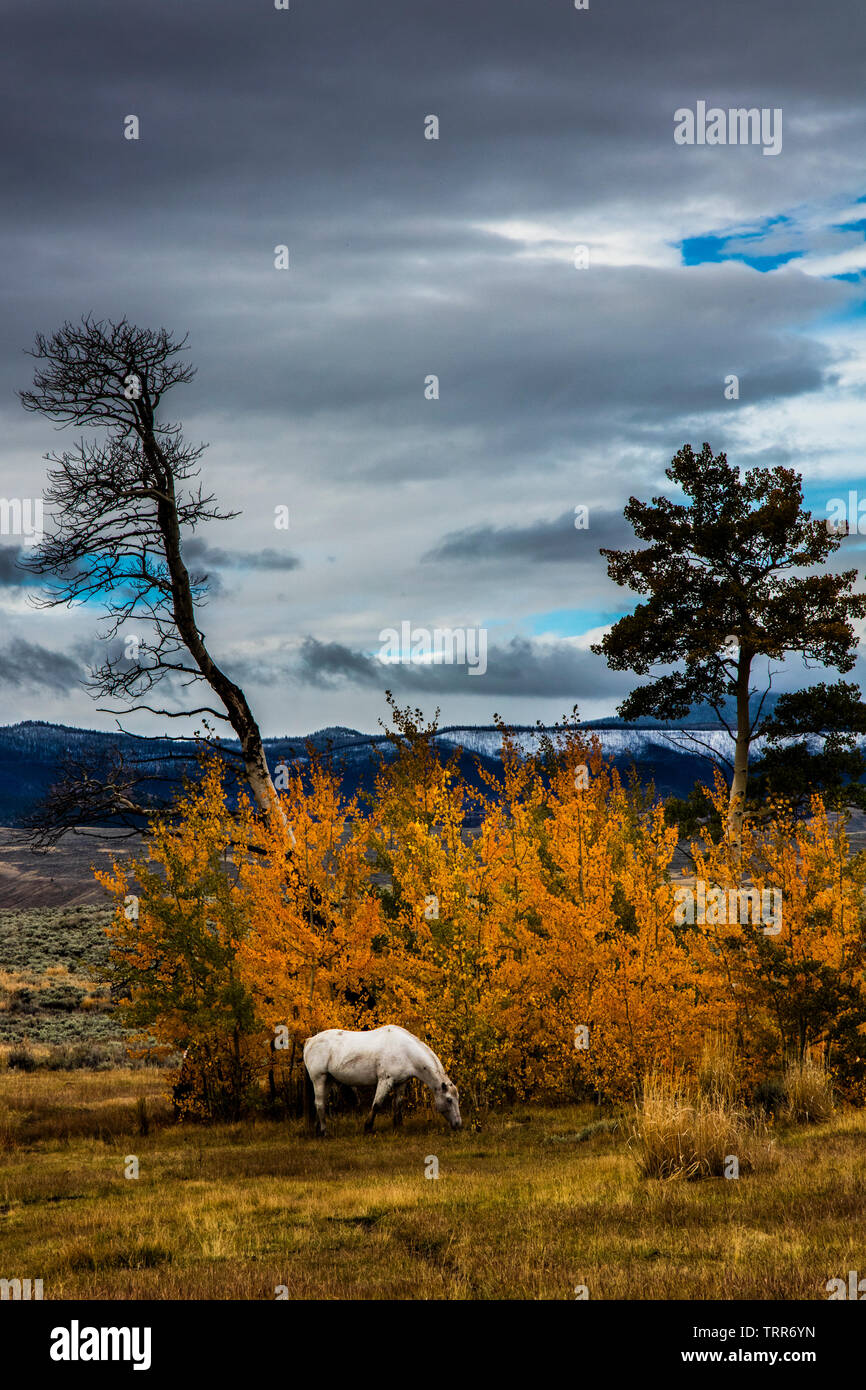 Horse grazing, Absaroka Ranch, autumn, Wyoming Stock Photo - Alamy