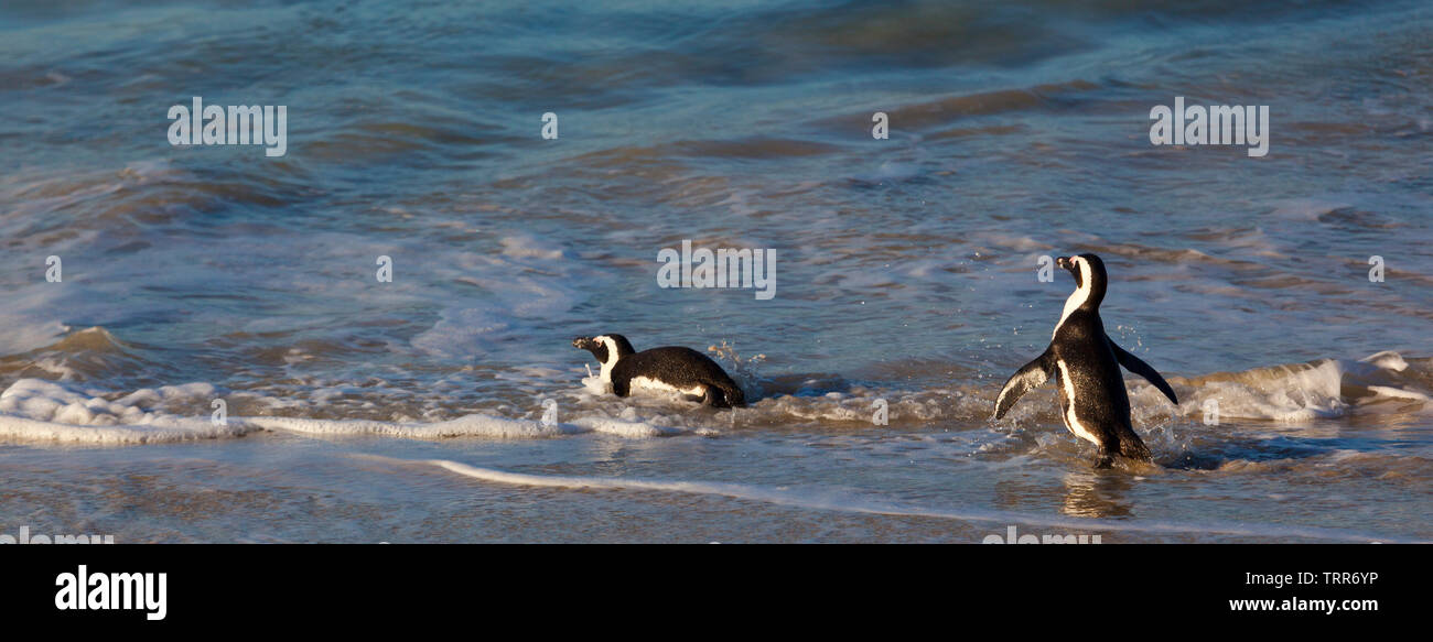 AFRICAN PENGUIN, False Bay, South Africa, Africa Stock Photo - Alamy