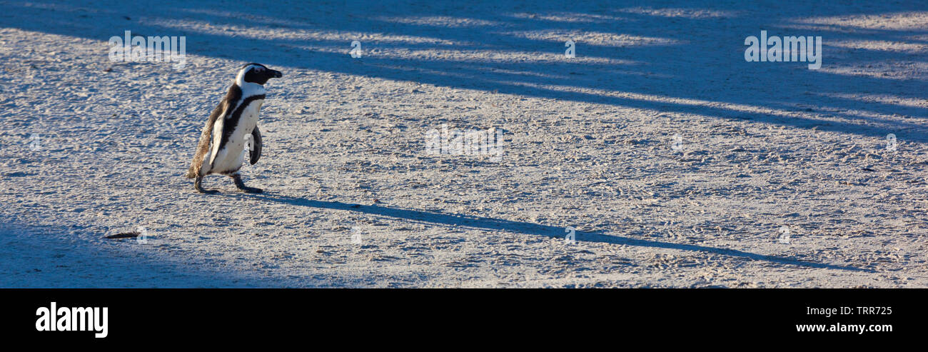 AFRICAN PENGUIN, False Bay, South Africa, Africa Stock Photo - Alamy