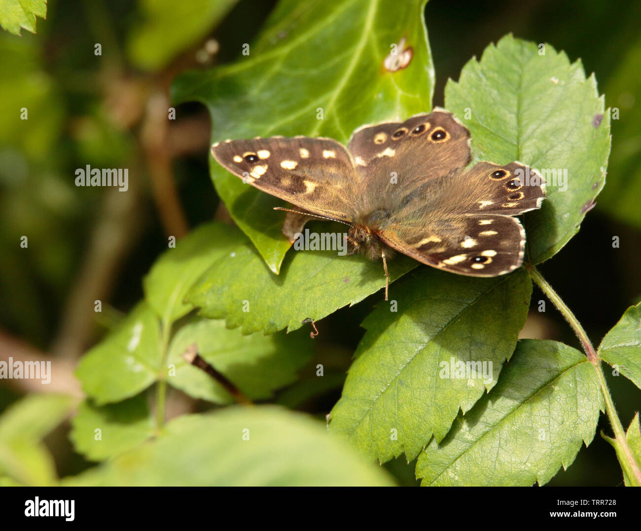 Speckled Wood butterfly Stock Photo - Alamy