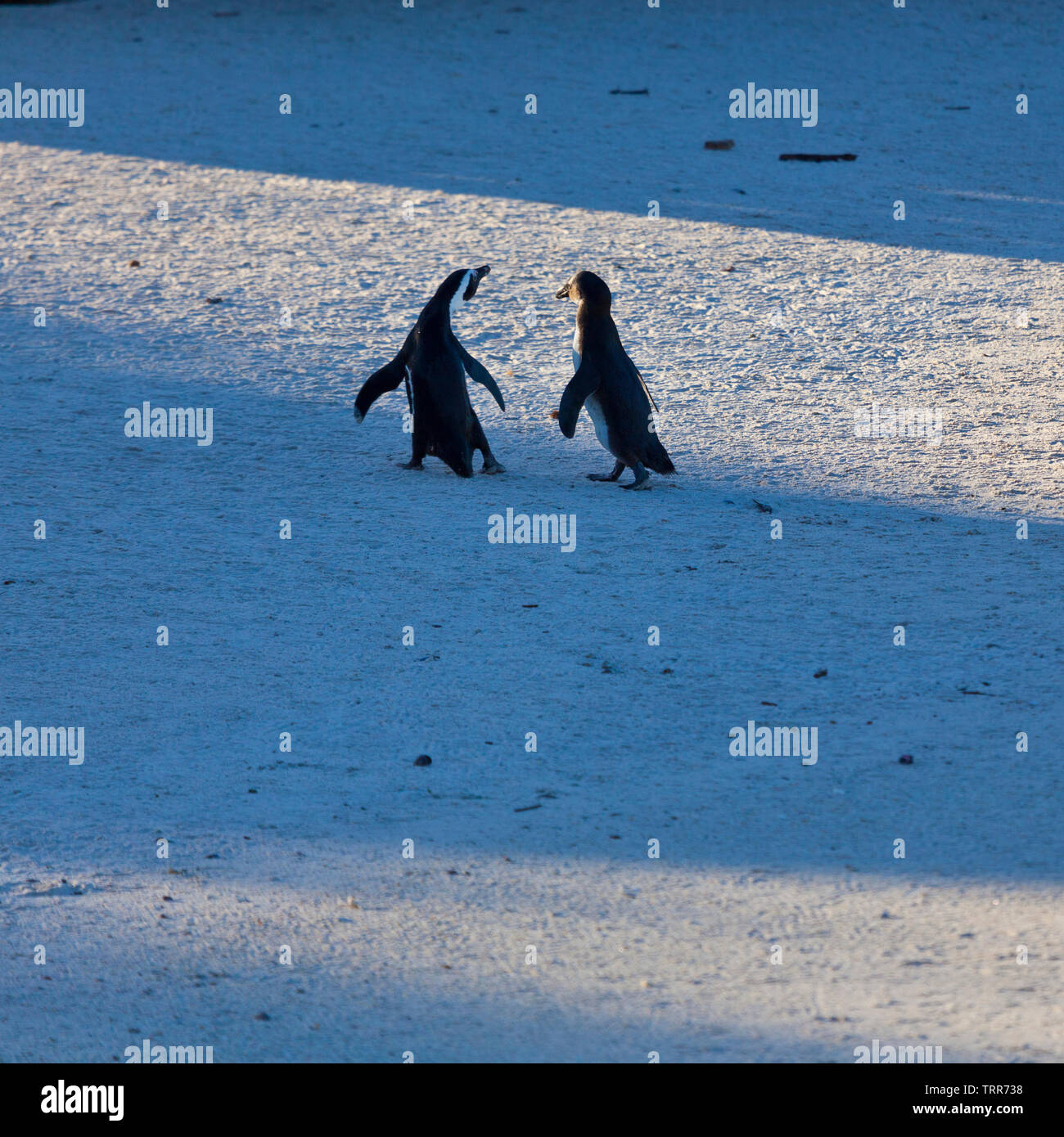 AFRICAN PENGUIN, False Bay, South Africa, Africa Stock Photo - Alamy