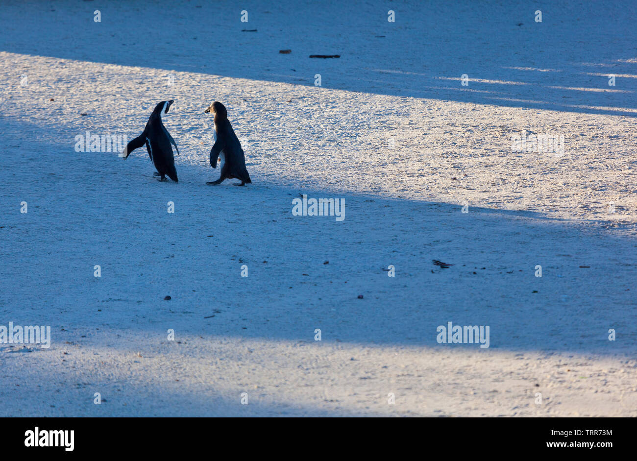 AFRICAN PENGUIN, False Bay, South Africa, Africa Stock Photo - Alamy