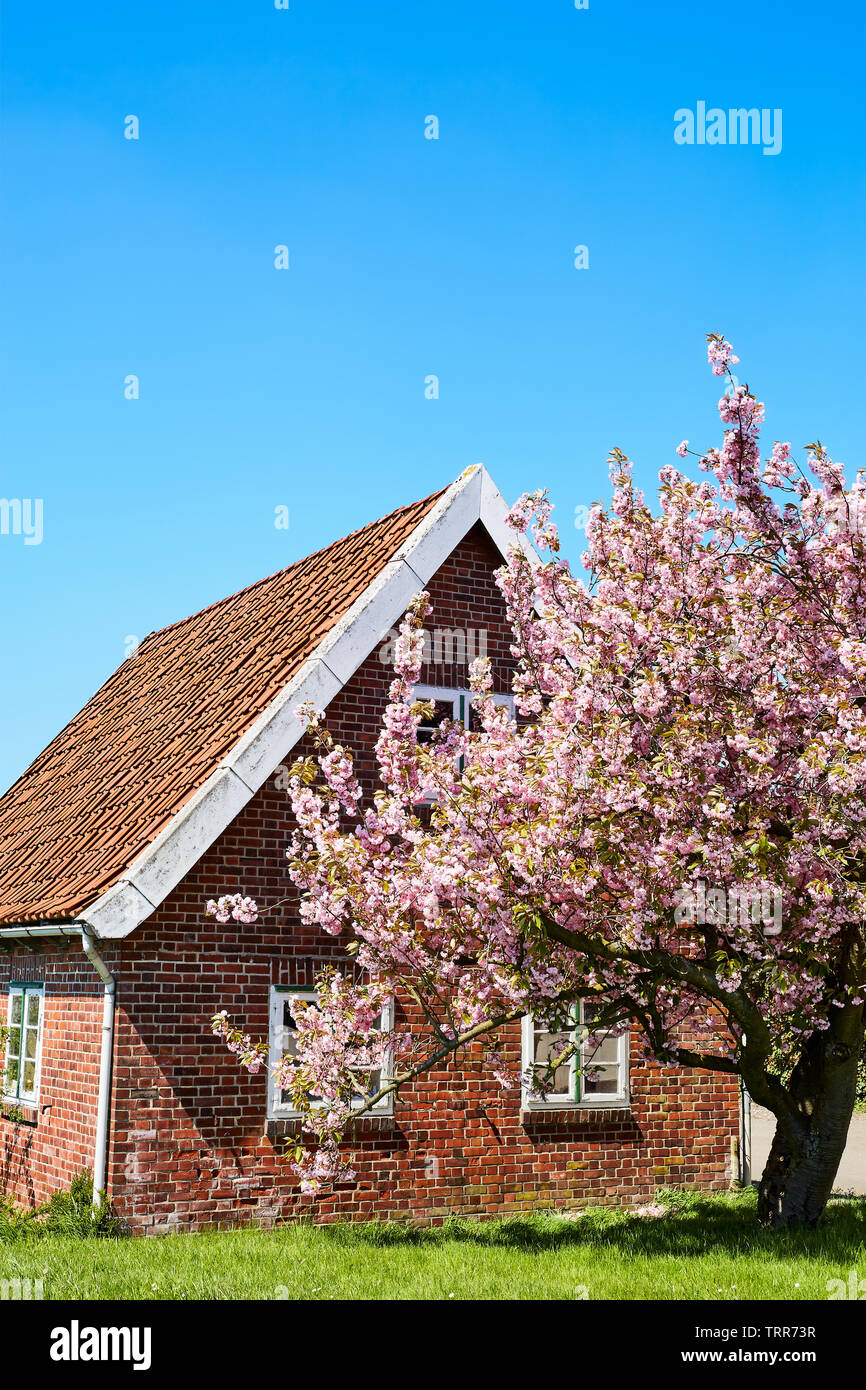 Lilac tree in front of a small house Stock Photo - Alamy