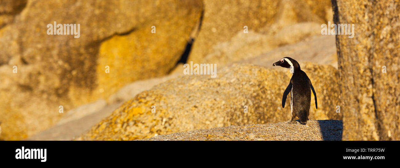 AFRICAN PENGUIN, False Bay, South Africa, Africa Stock Photo - Alamy