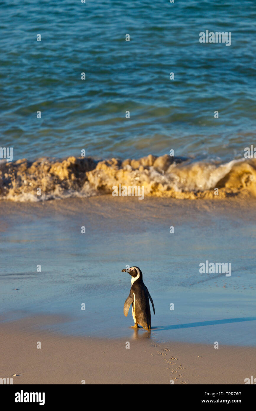 AFRICAN PENGUIN, False Bay, South Africa, Africa Stock Photo - Alamy