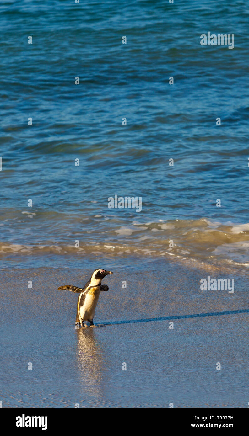 AFRICAN PENGUIN, False Bay, South Africa, Africa Stock Photo - Alamy