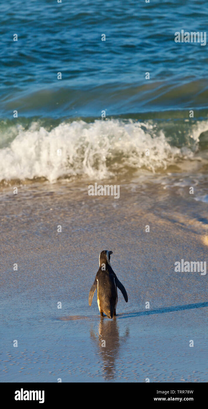 AFRICAN PENGUIN, False Bay, South Africa, Africa Stock Photo - Alamy