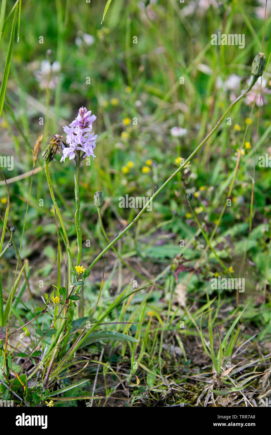 In a UK Fields, Close Up of Native Flora Stock Photo - Alamy