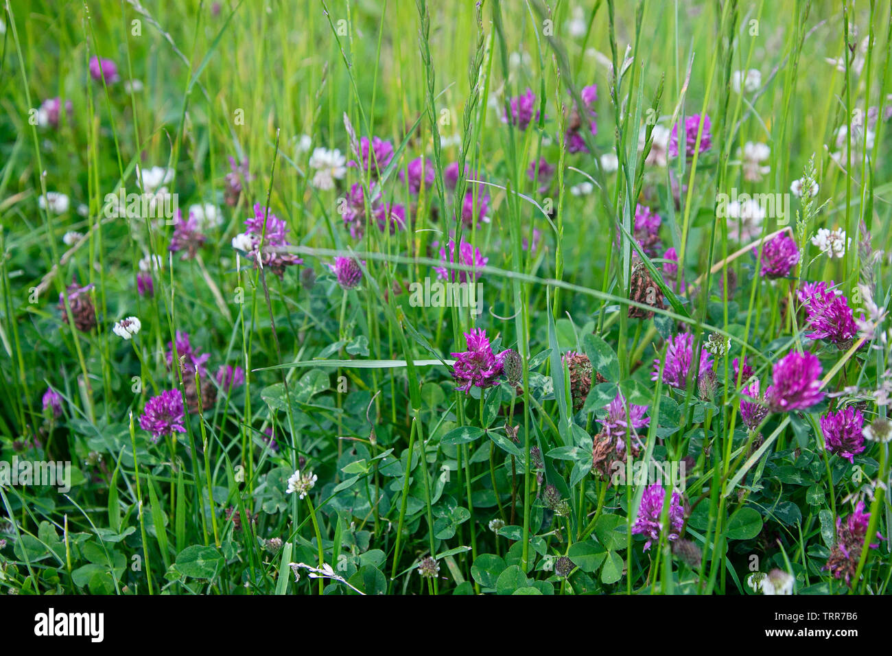 Fields of clover uk hi-res stock photography and images - Alamy