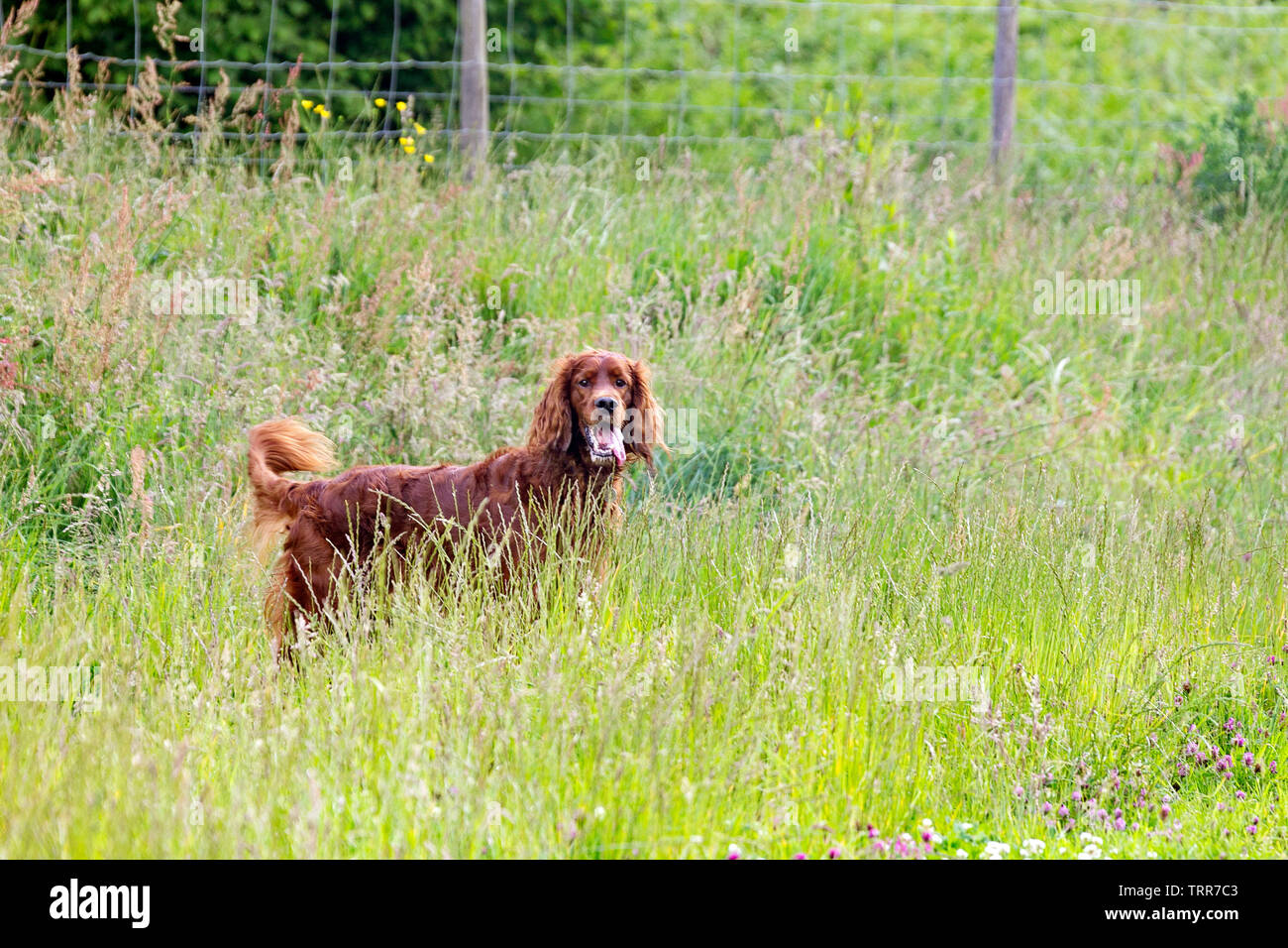 Native irish wildlife hi-res stock photography and images - Alamy
