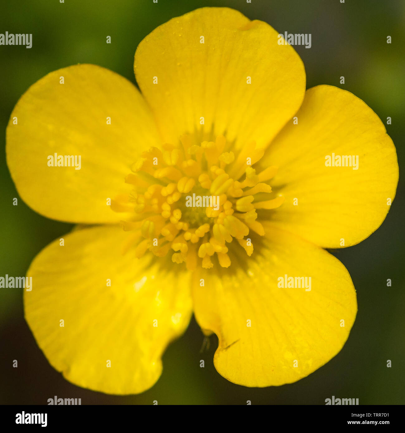 Buttercup bloom hi-res stock photography and images - Alamy