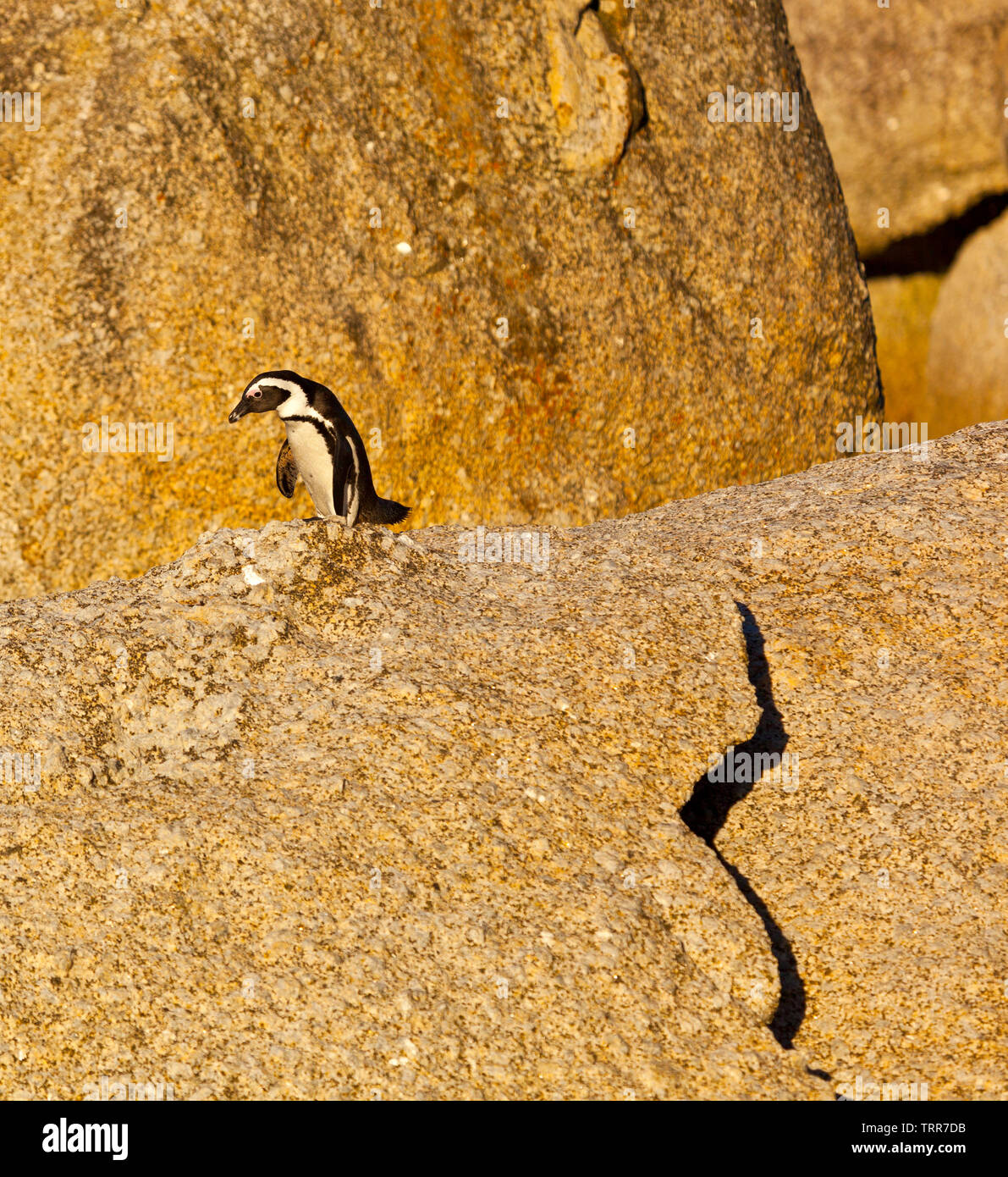 AFRICAN PENGUIN, False Bay, South Africa, Africa Stock Photo - Alamy
