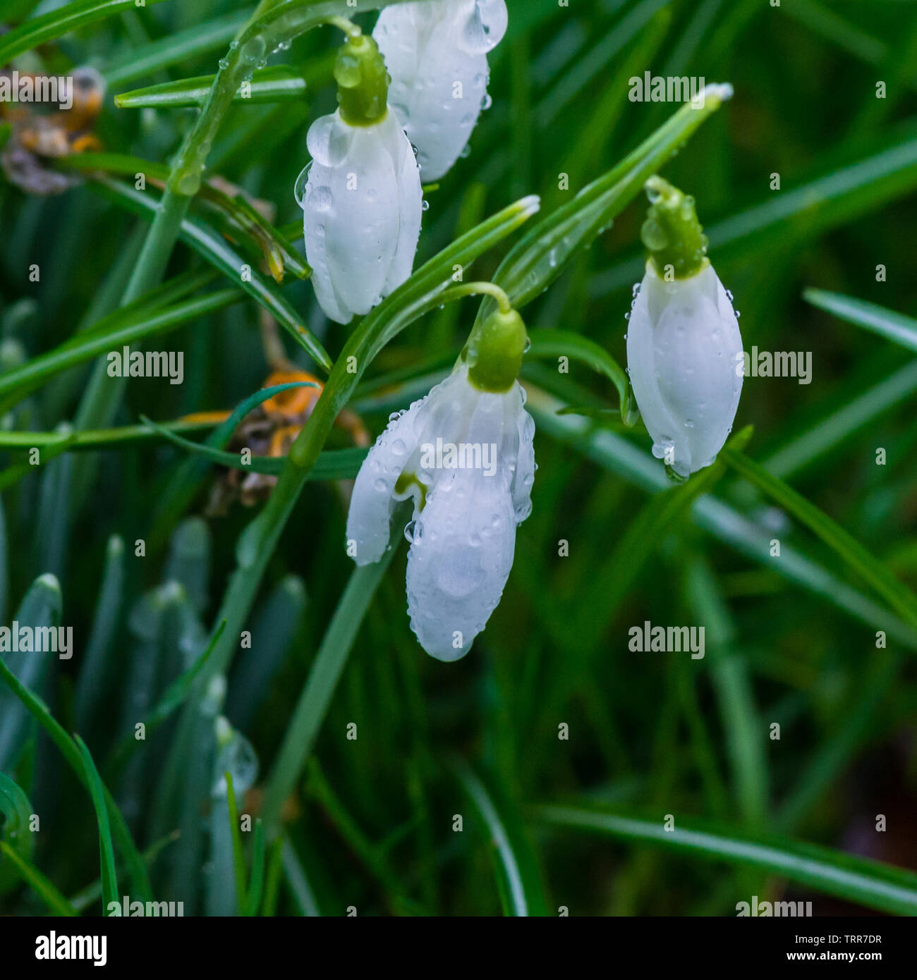 Weather snowdrops hi-res stock photography and images - Alamy