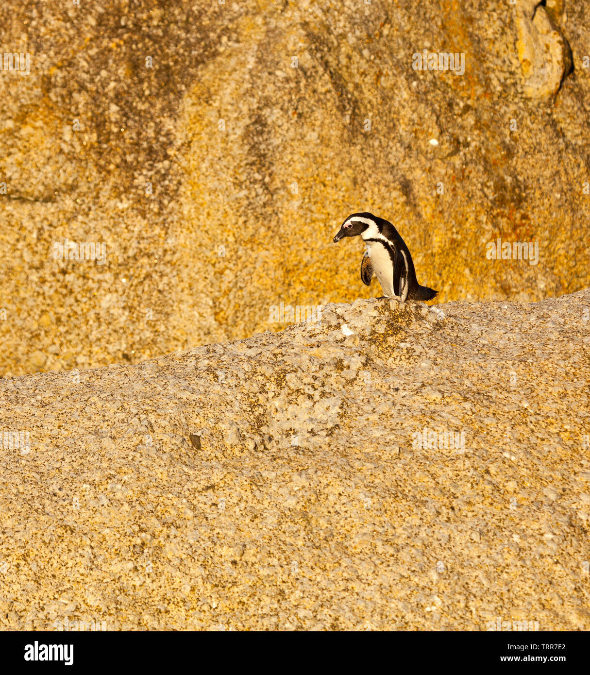 AFRICAN PENGUIN, False Bay, South Africa, Africa Stock Photo - Alamy