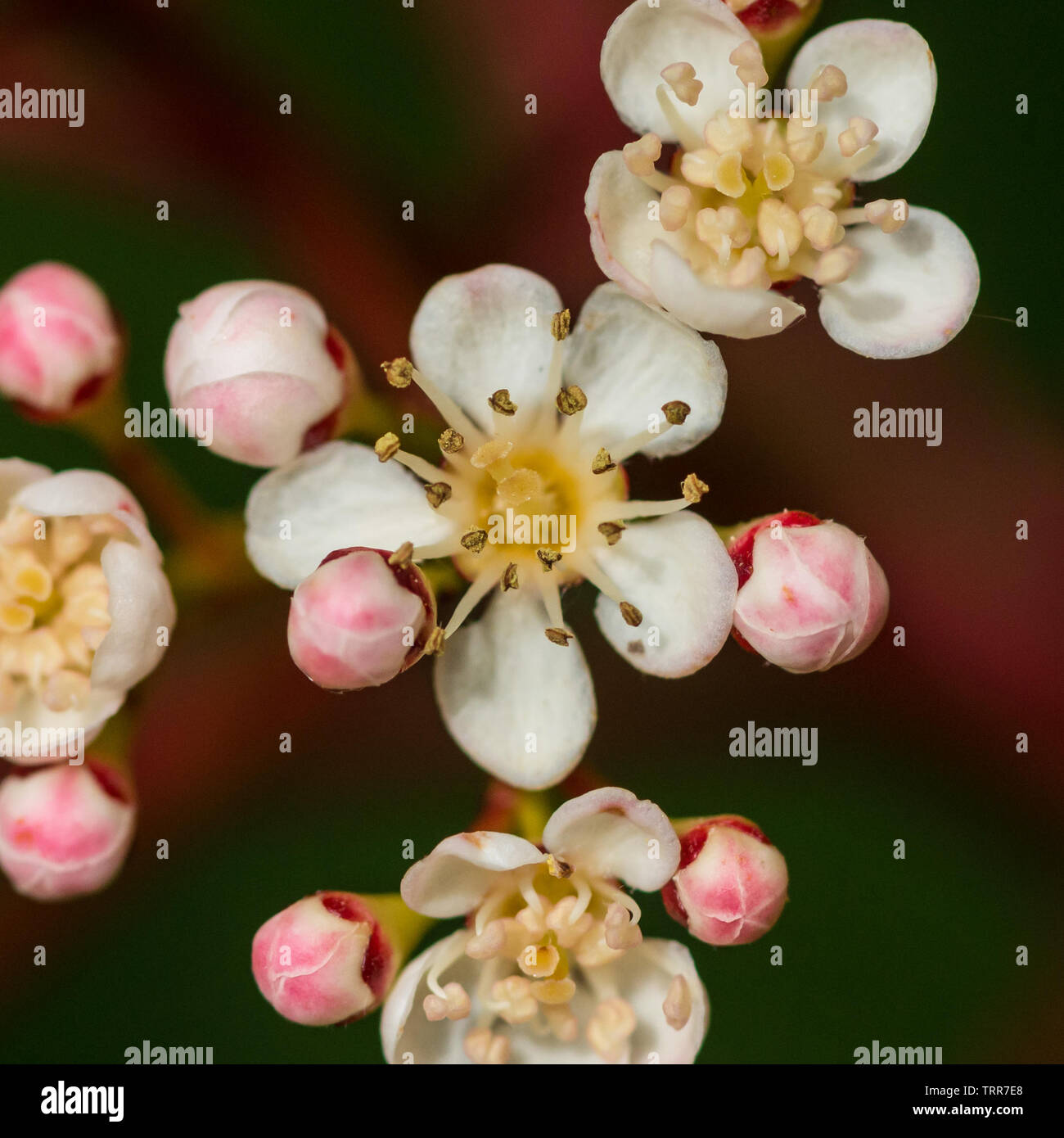Robin bush blossom hi-res stock photography and images - Alamy