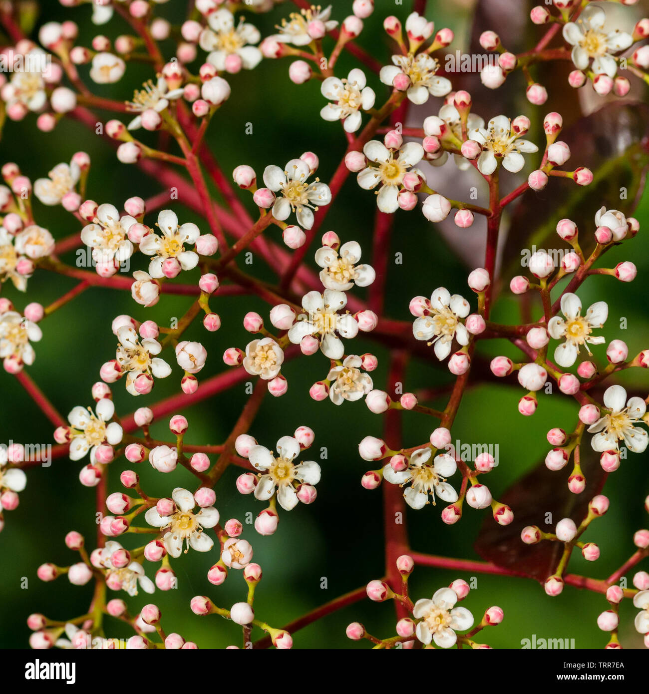 A macro shot of the white blossom of a red robin bush Stock Photo - Alamy