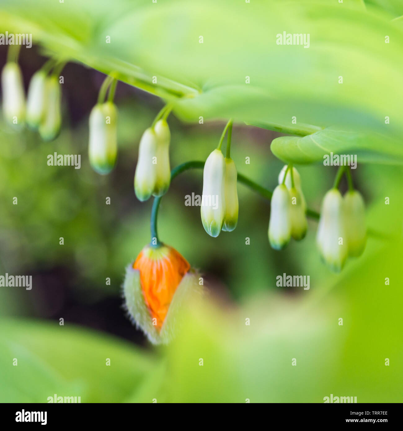 Solomons Seal Flowers High Resolution Stock Photography and Images - Alamy