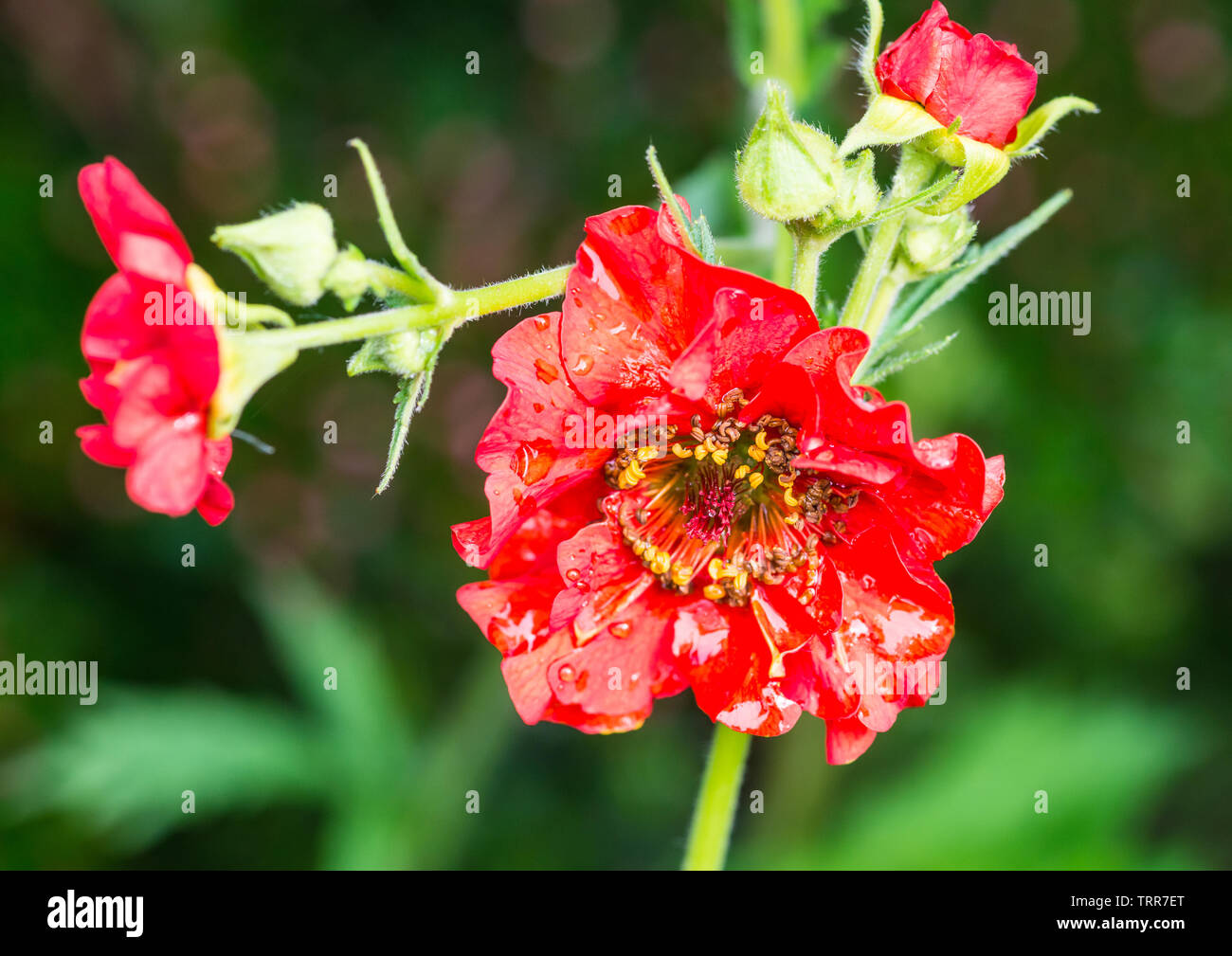 Red geum hi-res stock photography and images - Alamy