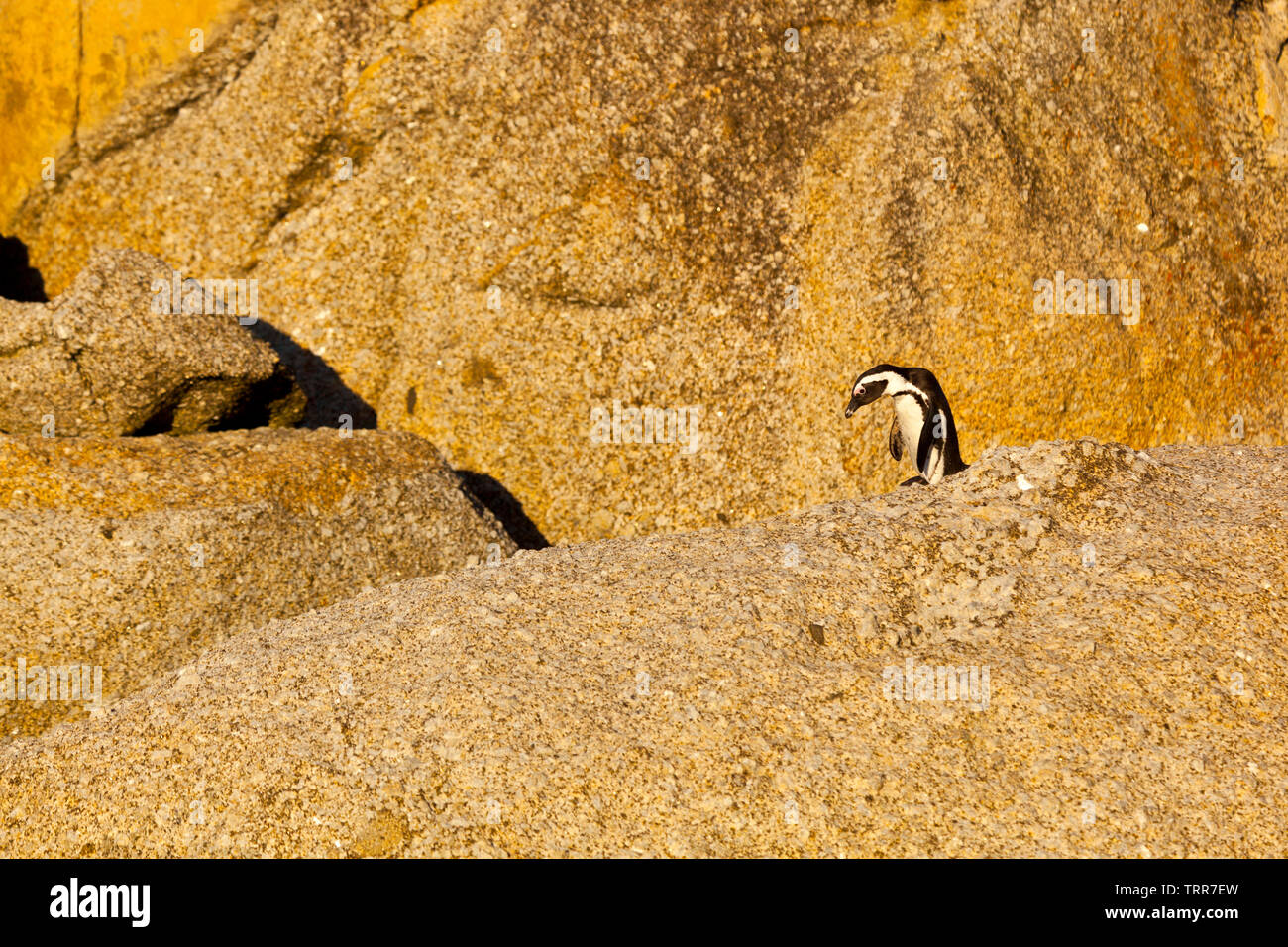 AFRICAN PENGUIN, False Bay, South Africa, Africa Stock Photo - Alamy