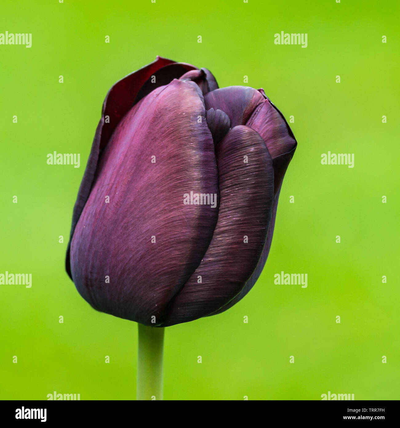 Night macro hi-res stock photography and images - Alamy