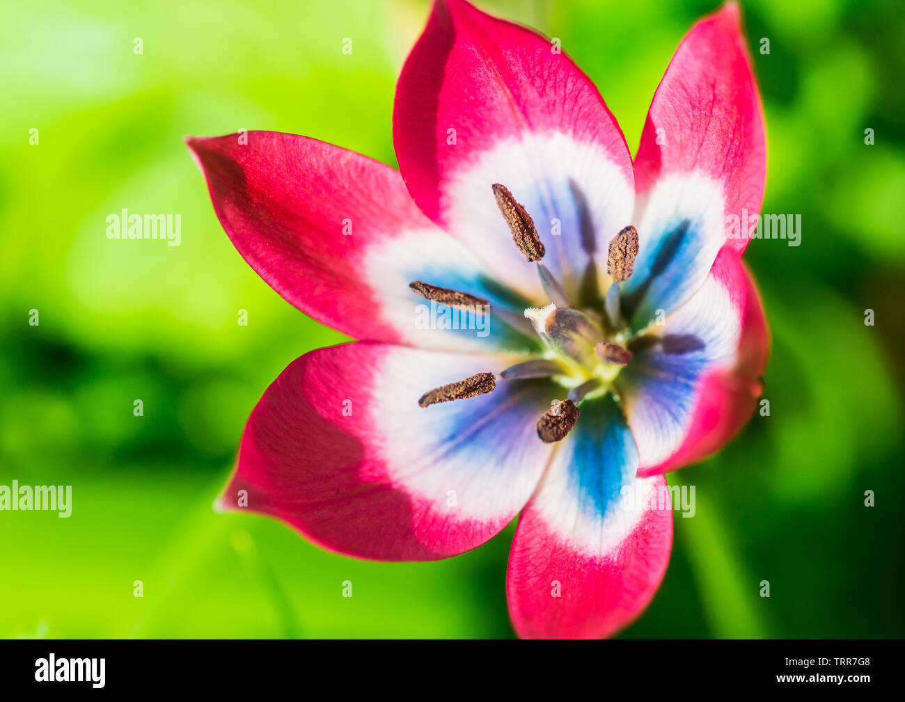 Dwarf variety tulip hi-res stock photography and images - Alamy