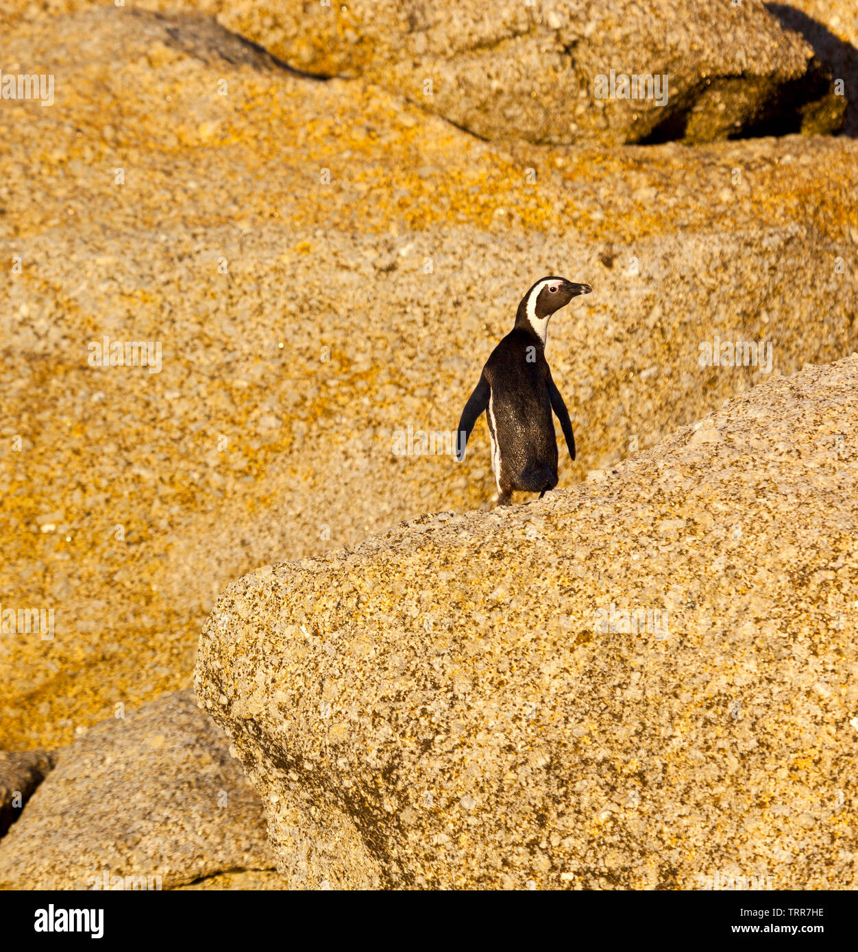 AFRICAN PENGUIN, False Bay, South Africa, Africa Stock Photo - Alamy