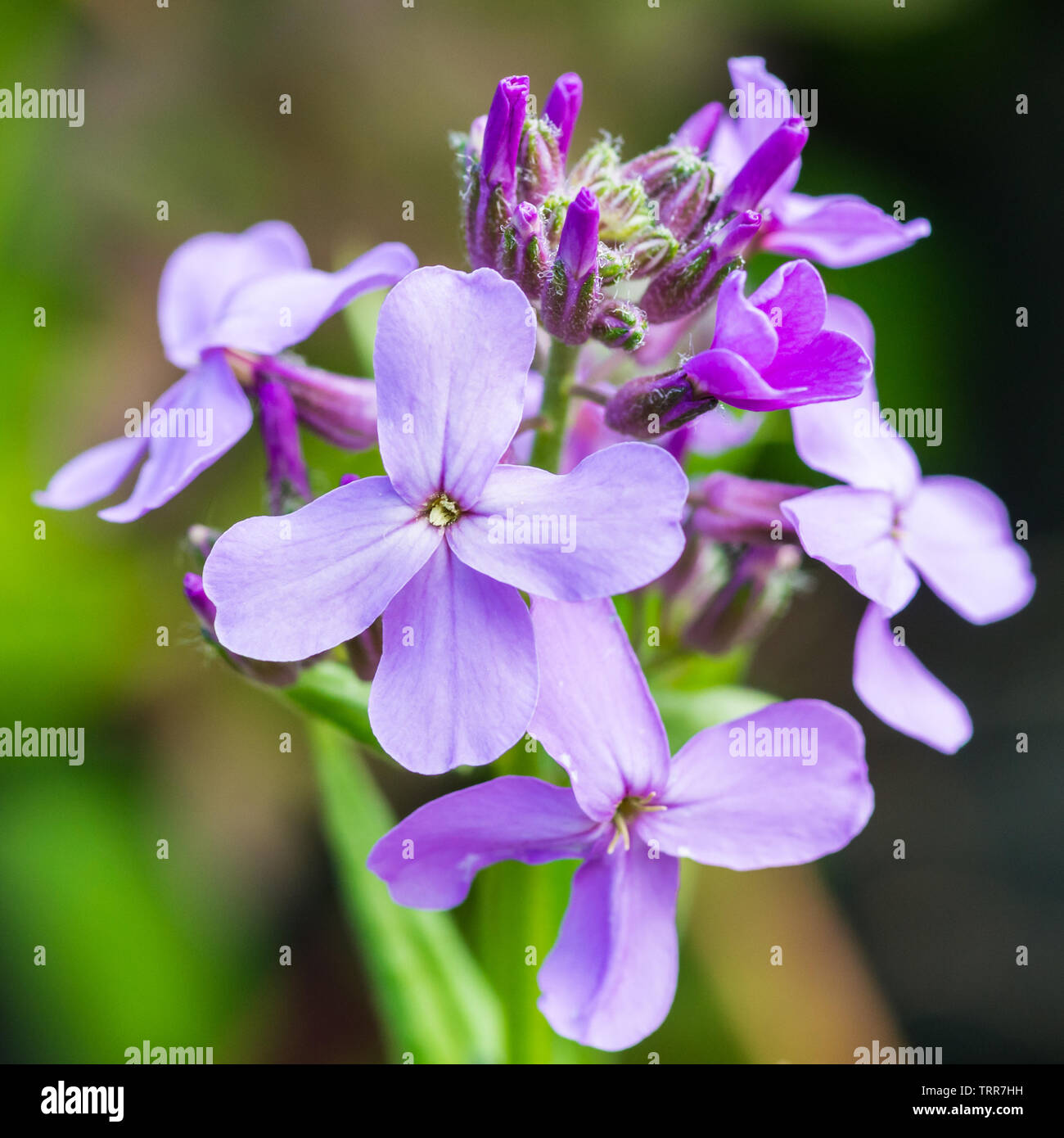 Dames rocket hi-res stock photography and images - Alamy