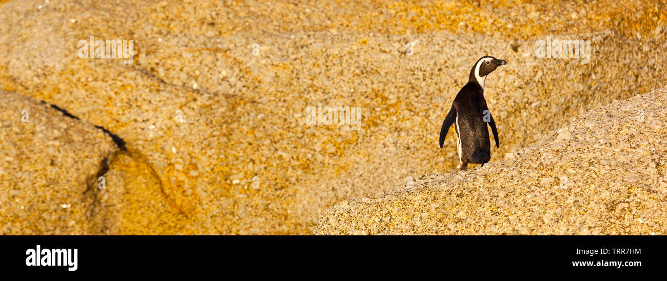 AFRICAN PENGUIN, False Bay, South Africa, Africa Stock Photo - Alamy