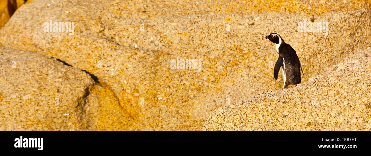 AFRICAN PENGUIN, False Bay, South Africa, Africa Stock Photo - Alamy