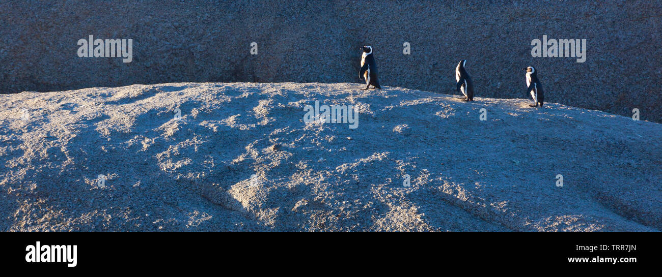 AFRICAN PENGUIN, False Bay, South Africa, Africa Stock Photo - Alamy