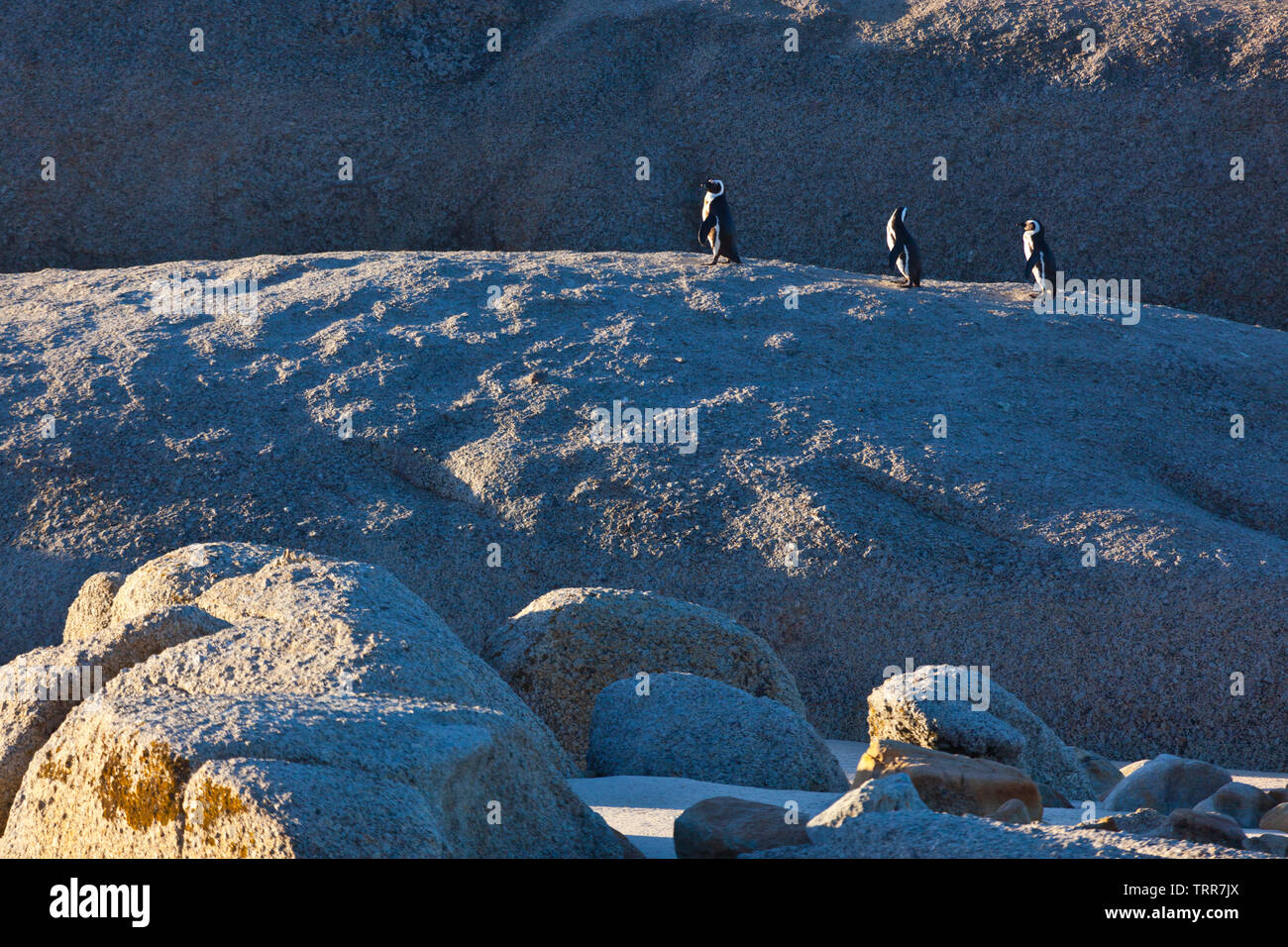 AFRICAN PENGUIN, False Bay, South Africa, Africa Stock Photo - Alamy