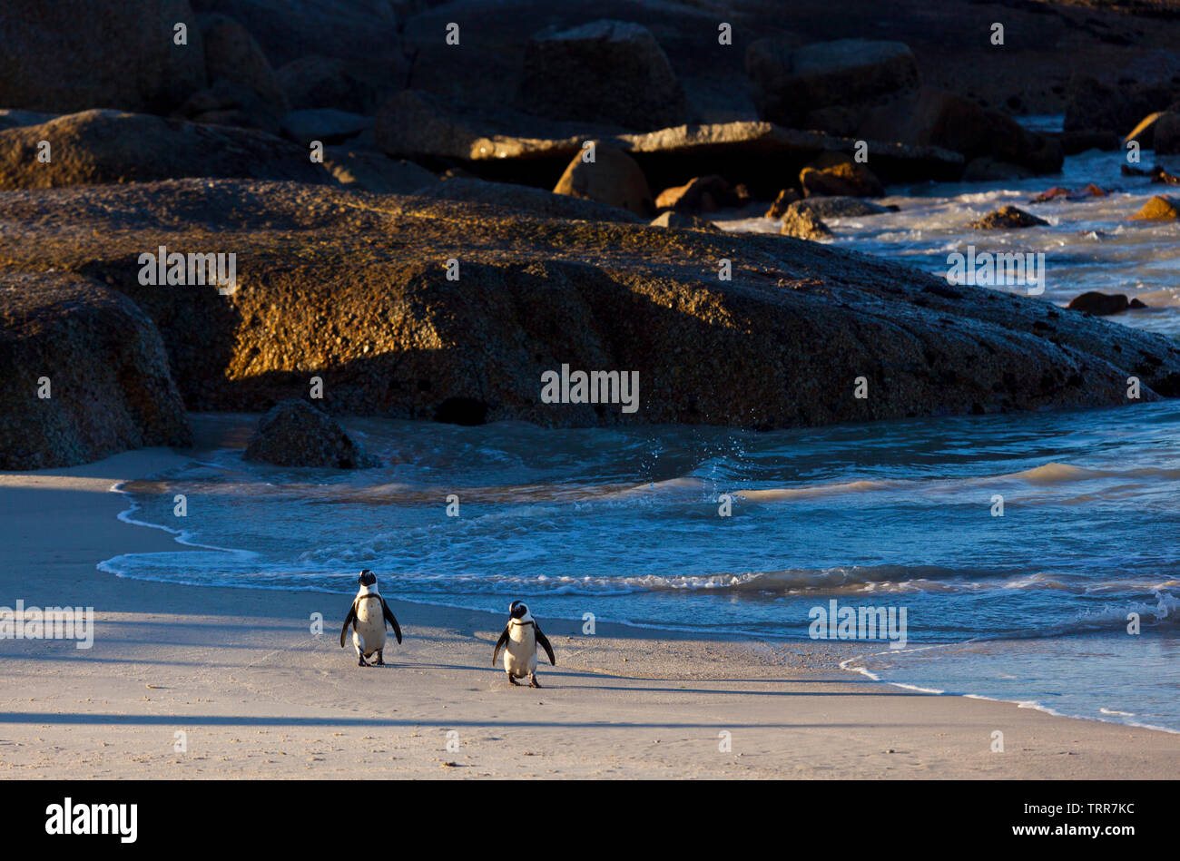 AFRICAN PENGUIN, False Bay, South Africa, Africa Stock Photo - Alamy