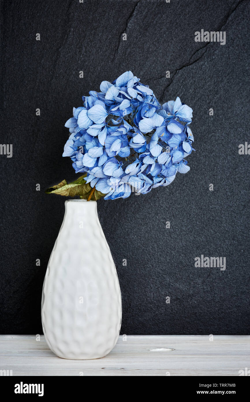 Blue hydrangea in a vase Stock Photo - Alamy