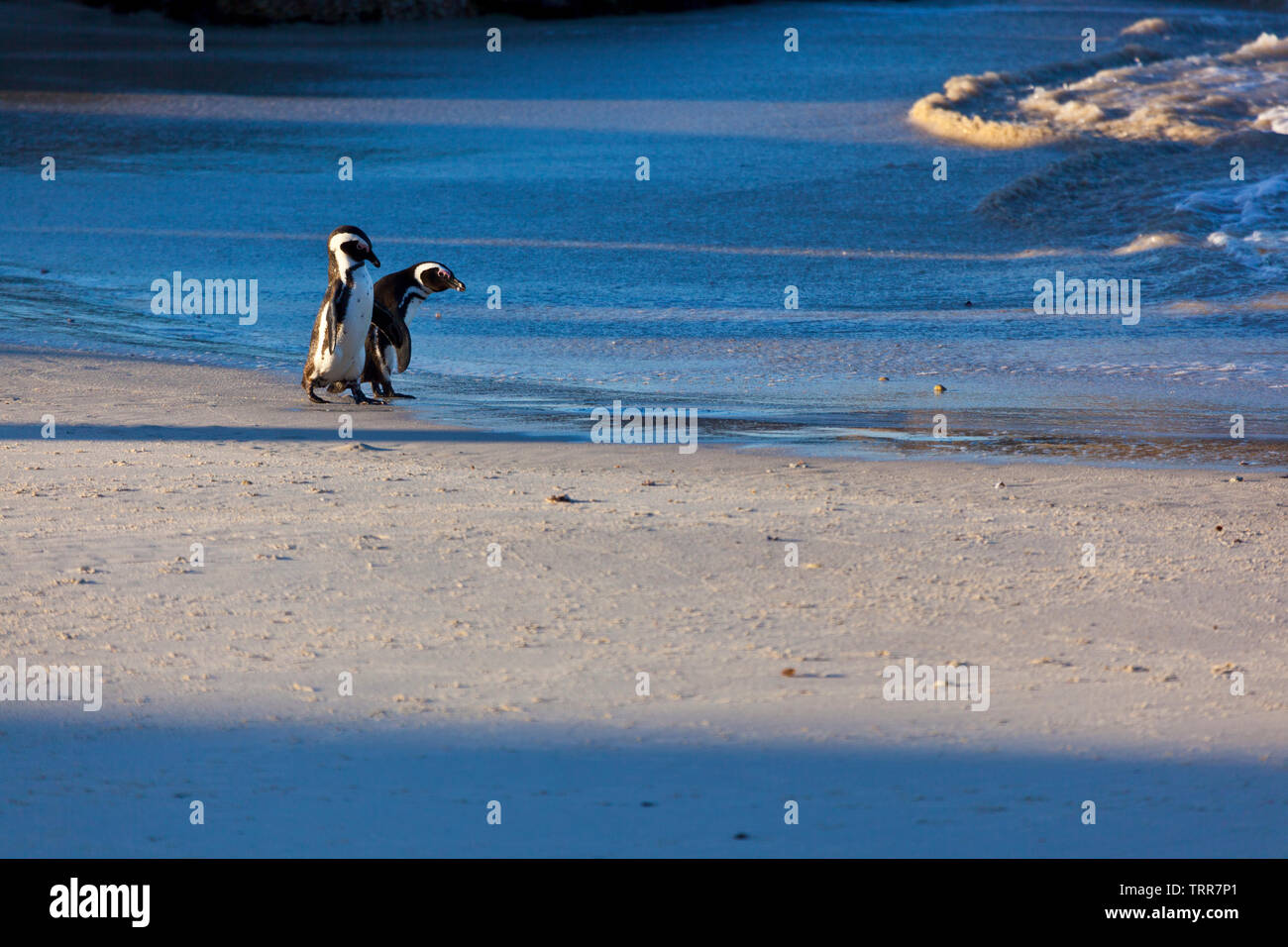 AFRICAN PENGUIN, False Bay, South Africa, Africa Stock Photo - Alamy