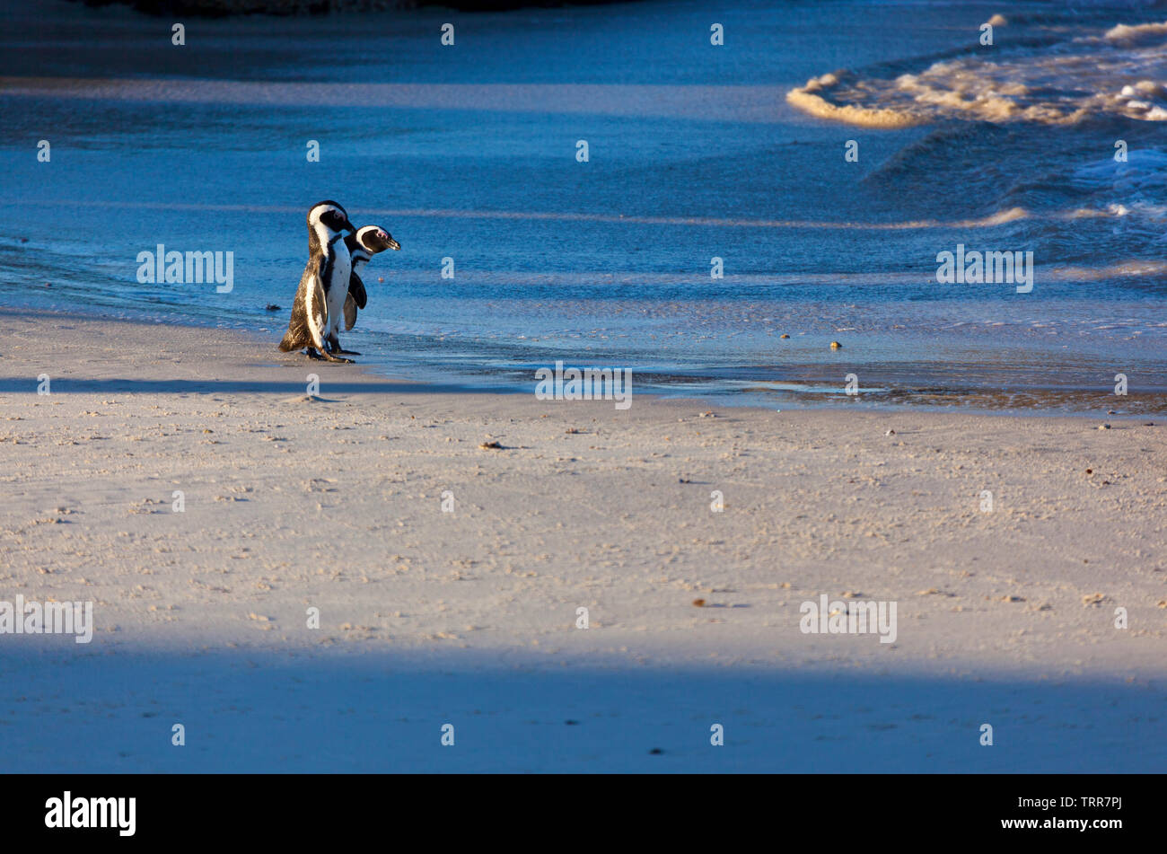 AFRICAN PENGUIN, False Bay, South Africa, Africa Stock Photo - Alamy